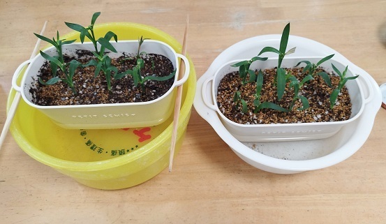 カーネーションの挿し芽と花の植え替え: つぶやき