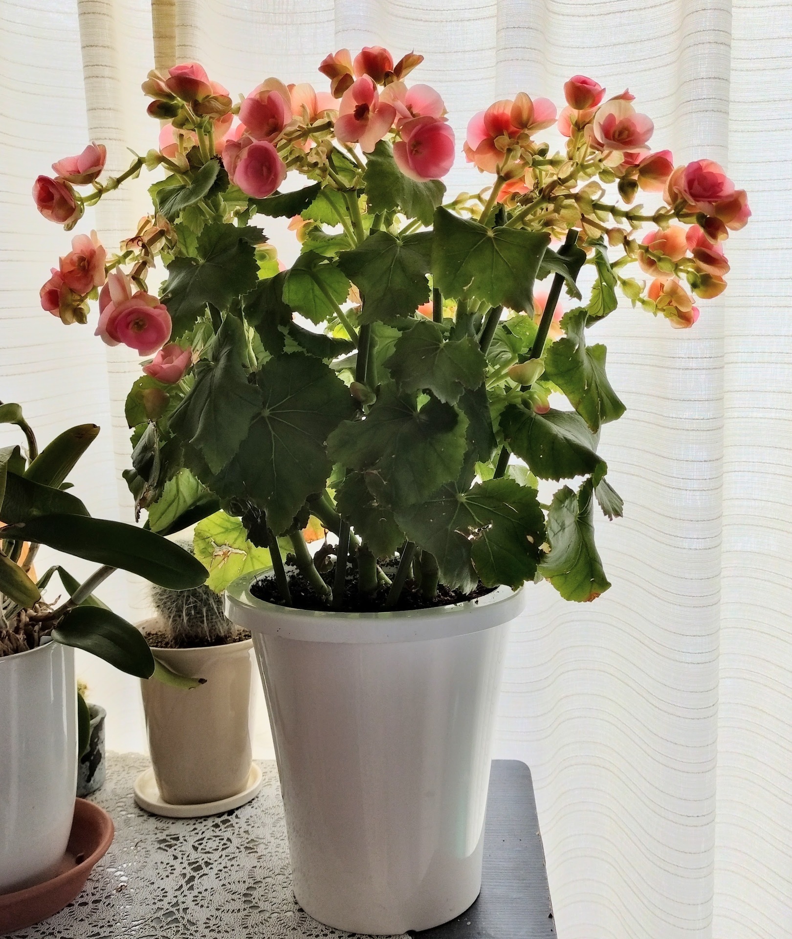 最近の出来事etc・・・: つぶやき