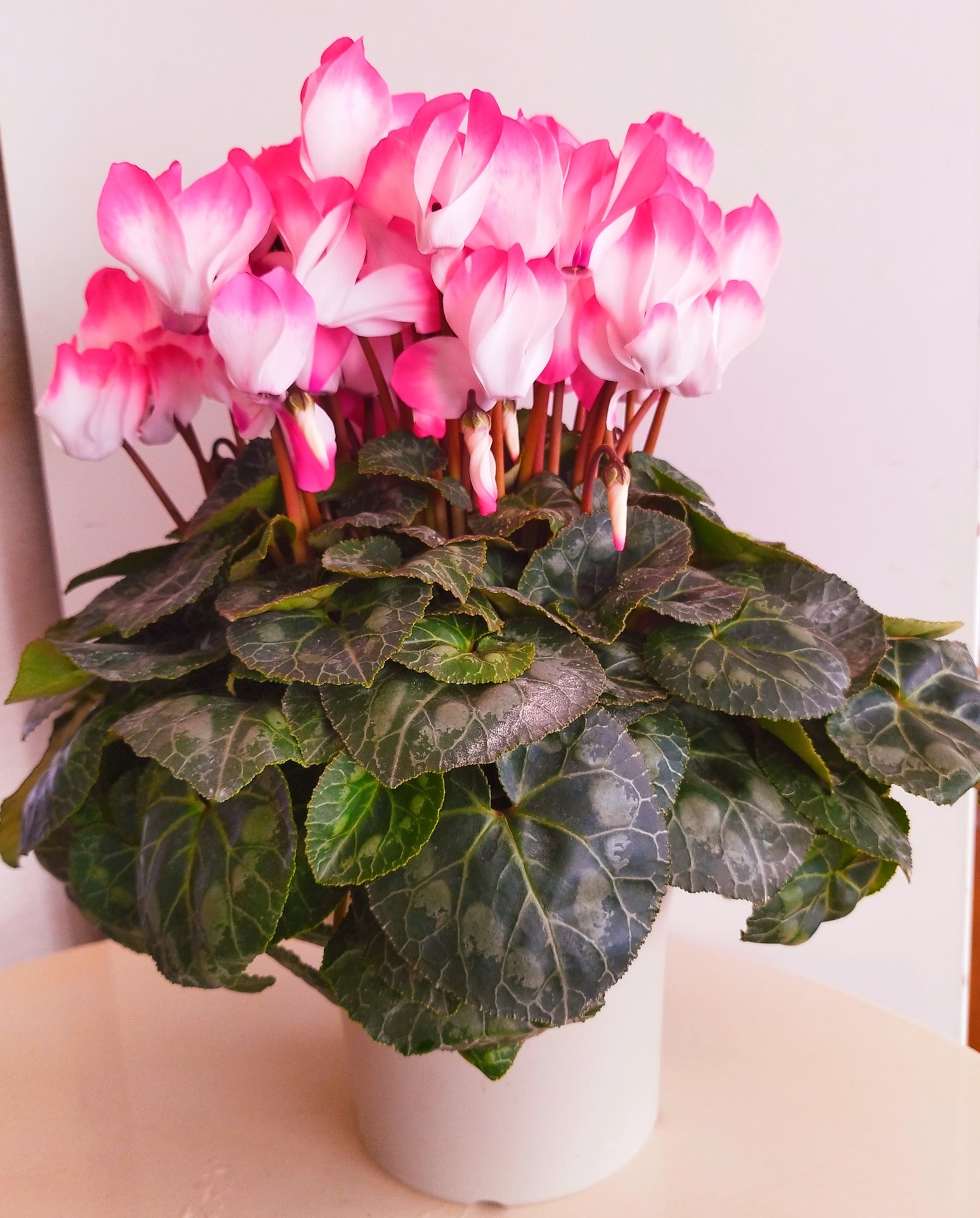 シクラメン買いました♬: つぶやき